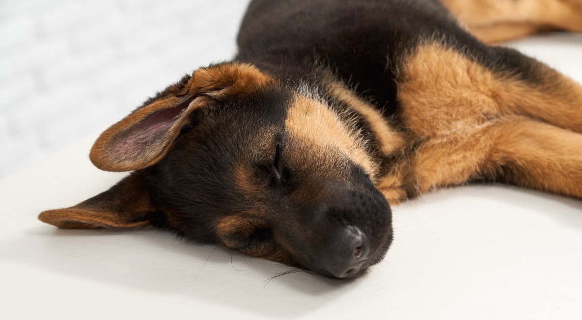 Pet CPR for Dogs and Cats | How to Save a Life