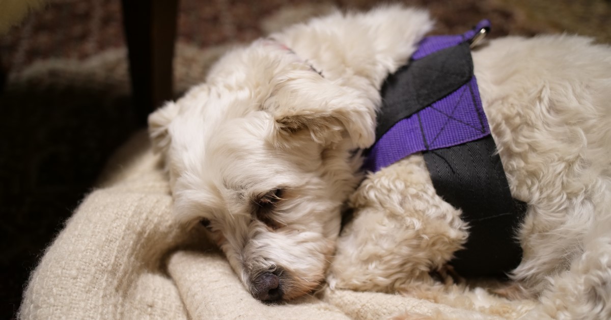 Symptoms of Hypothermia in Dogs | Prevention and Treatment